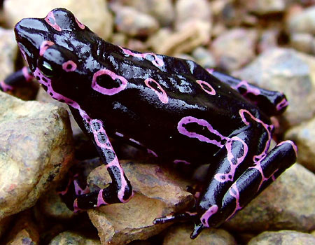 Foto reportaje: Gran variedad de anuros | tumundoecologico
